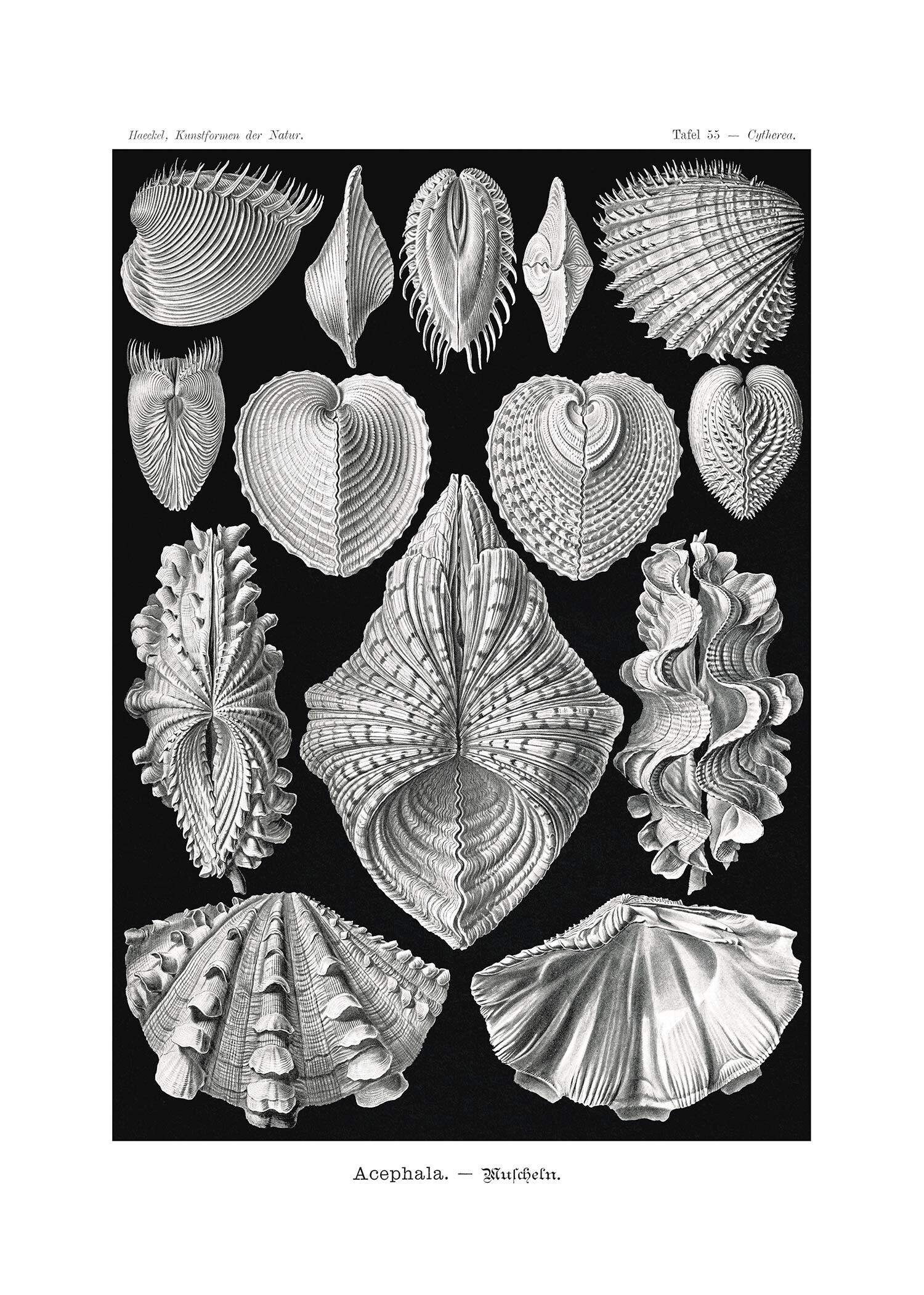 Vintage Mollusk Print – Sea Shells Wall Art, Nautical Decor, Minimal ...