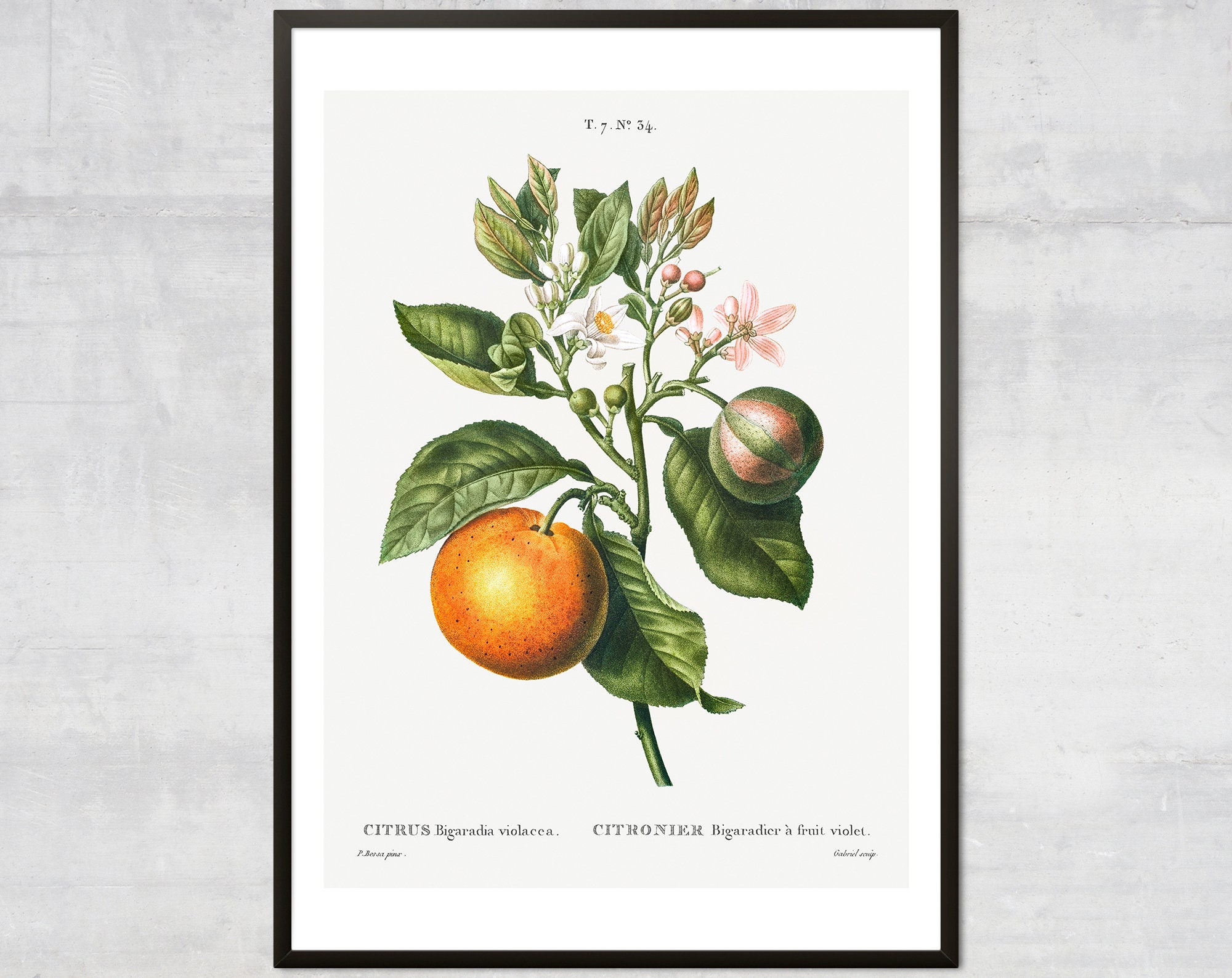 Vintage Orange Print Fruit Diagram Lithograph Print Antique - Etsy