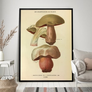 Champignons Mushroom Botanical Illustration Art Print | Vintage Hand ...