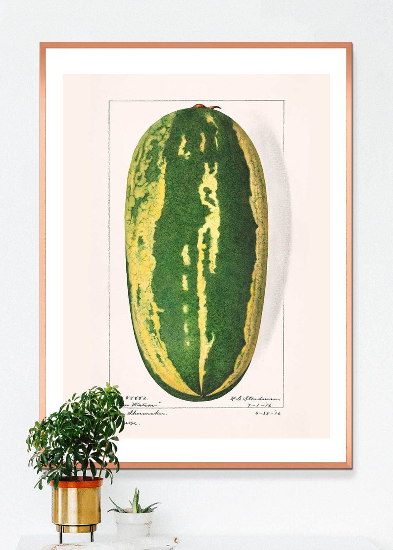 Vintage Watermelon Fruit Diagram – Lithograph Art Print, Antique ...