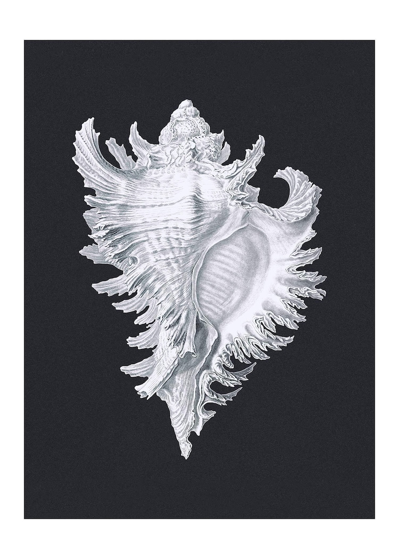 Shell Wall Art – Minimal Coastal Print, White Nautical Decor, Ocean ...