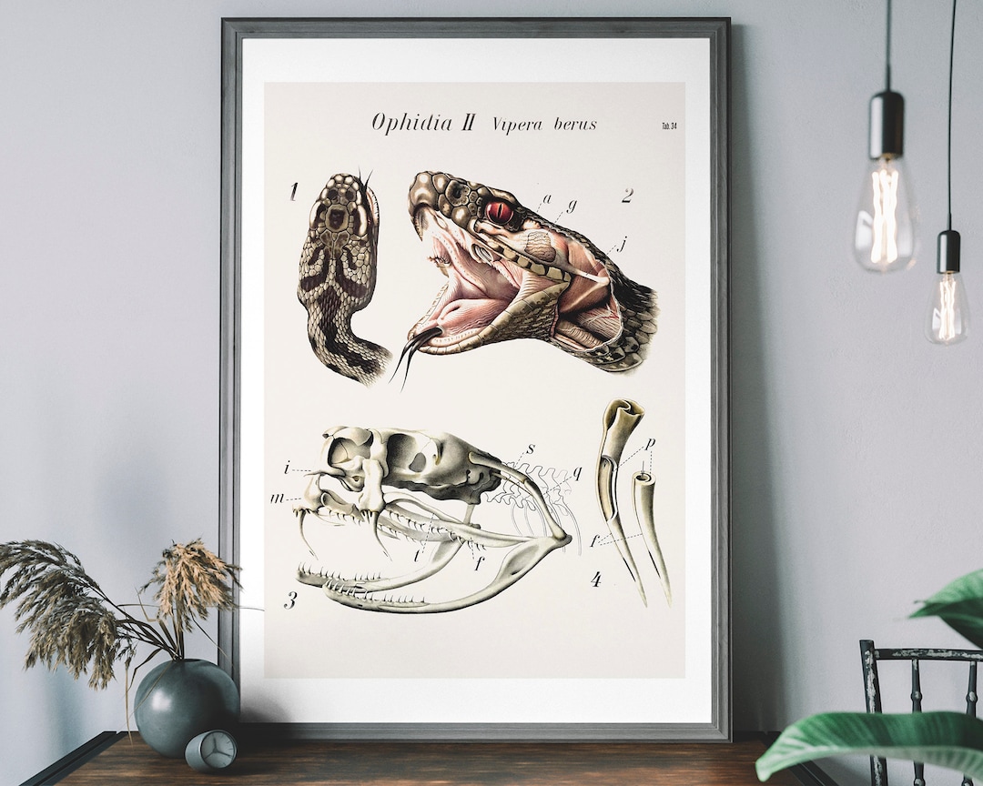 Vintage Snake Art Print, Antique Snake Illustration, Animal Anatomy ...
