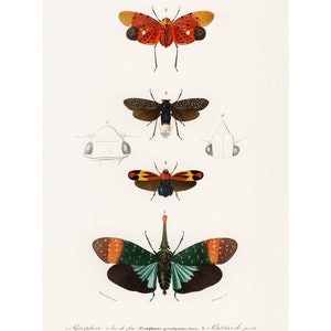 Vintage Butterfly Art Print, Antique Insect Diagram, Victorian Art ...