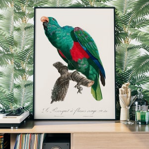 Vintage Parrot Art Print – Antique Bird Illustration, Tropical Wall ...