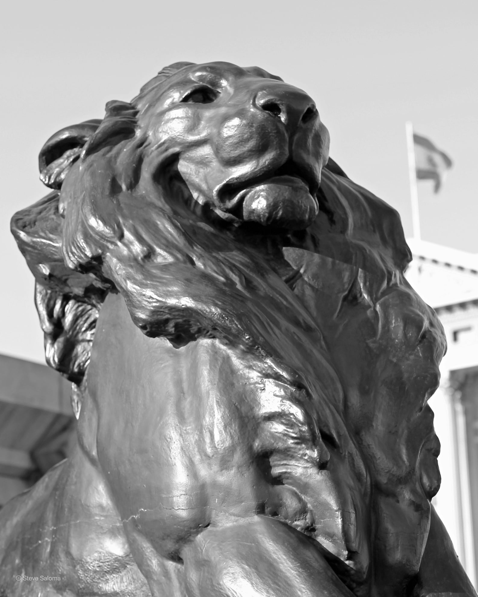 Lion Statue Bathing in the Sun - Etsy
