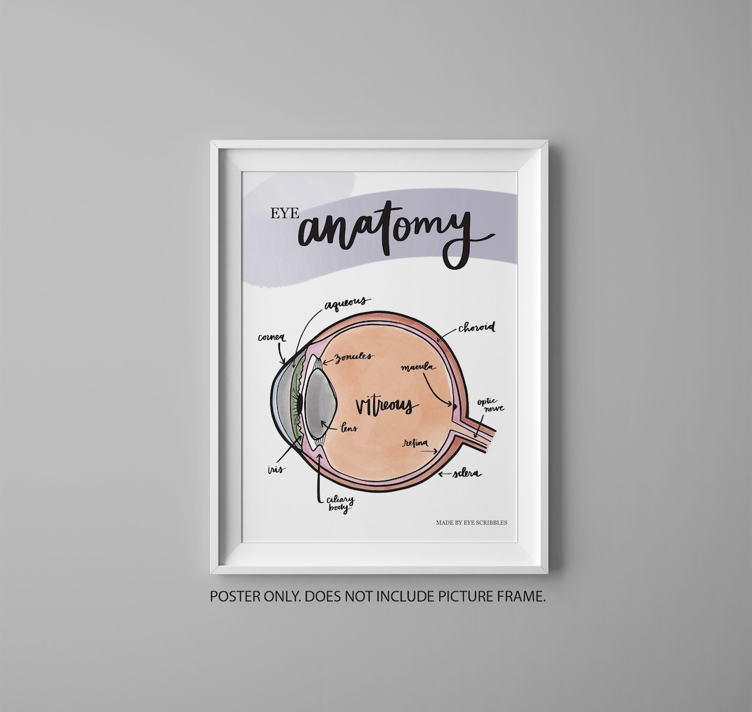Eye Anatomy Poster: Educational Optometry Art - Etsy