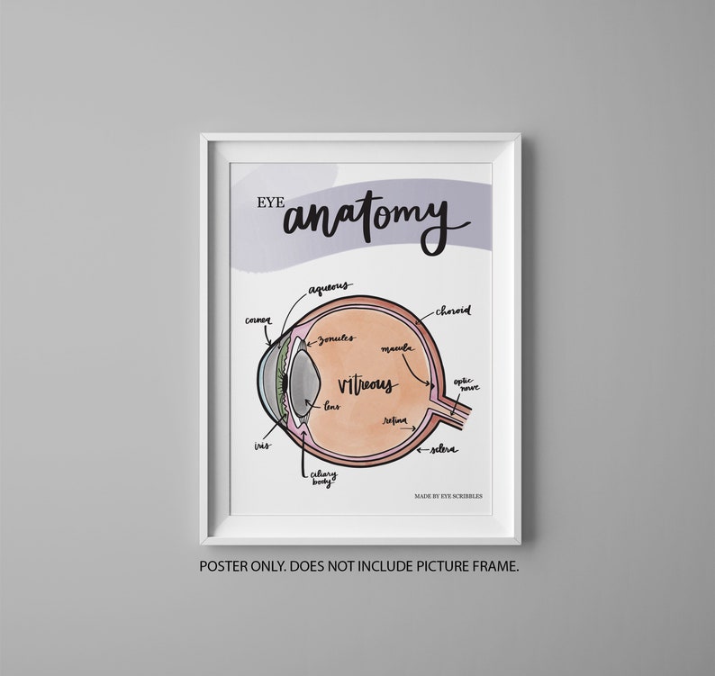 Eye Anatomy Poster Anatomy Poster Optometry Educational - Etsy Canada