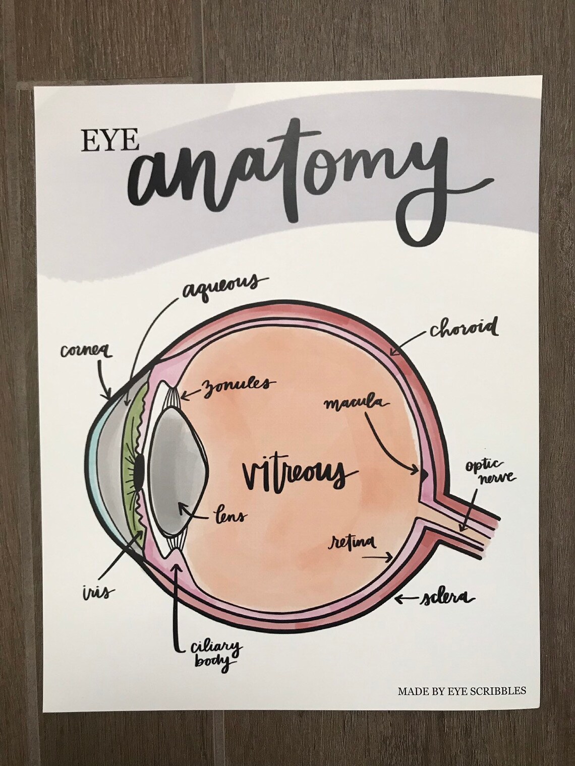 Eye Anatomy Poster Anatomy Poster Optometry Educational - Etsy Canada