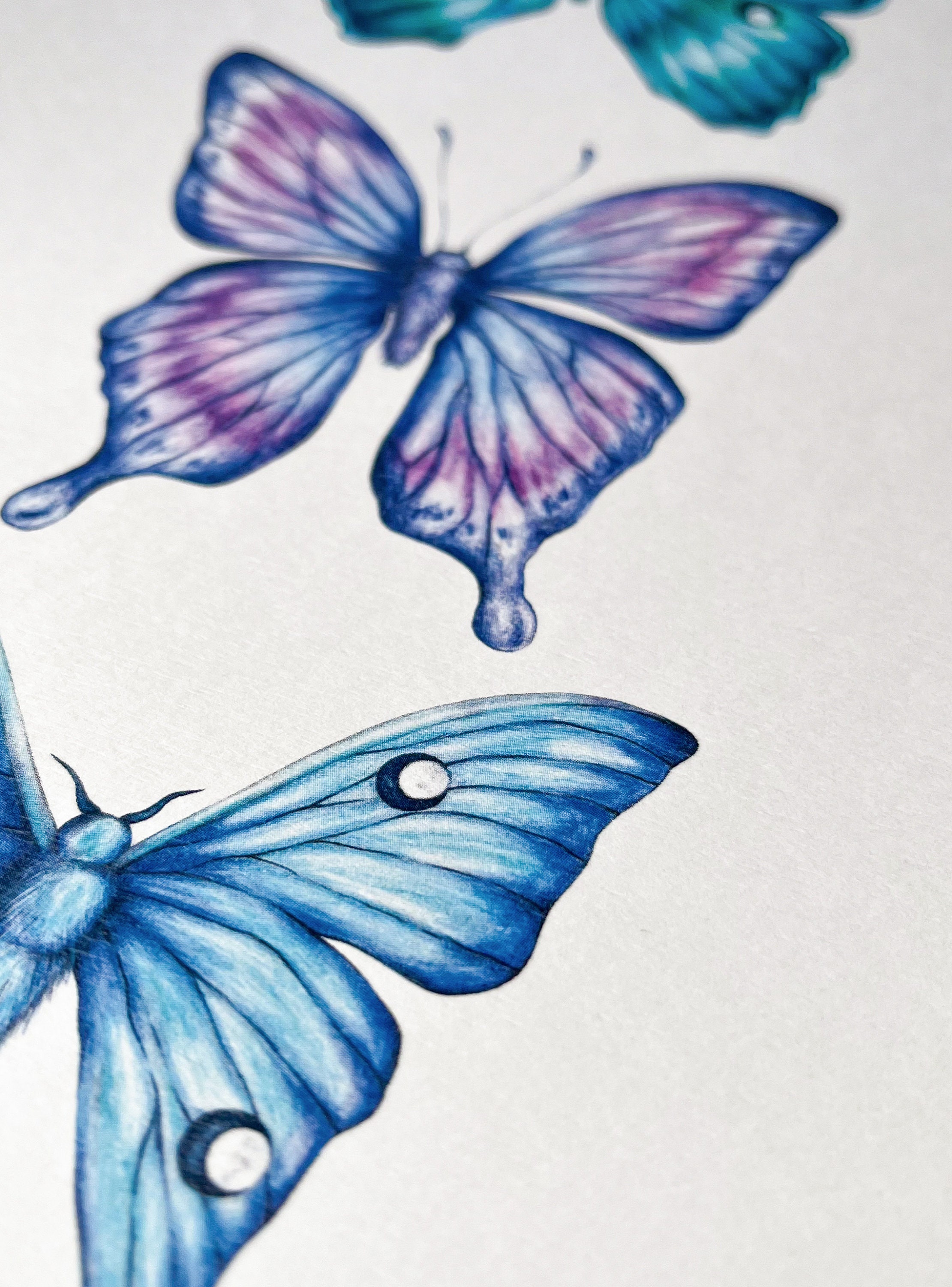 Butterflies A3 Illustration Botany, Nature, Cabinet of Curiosities ...