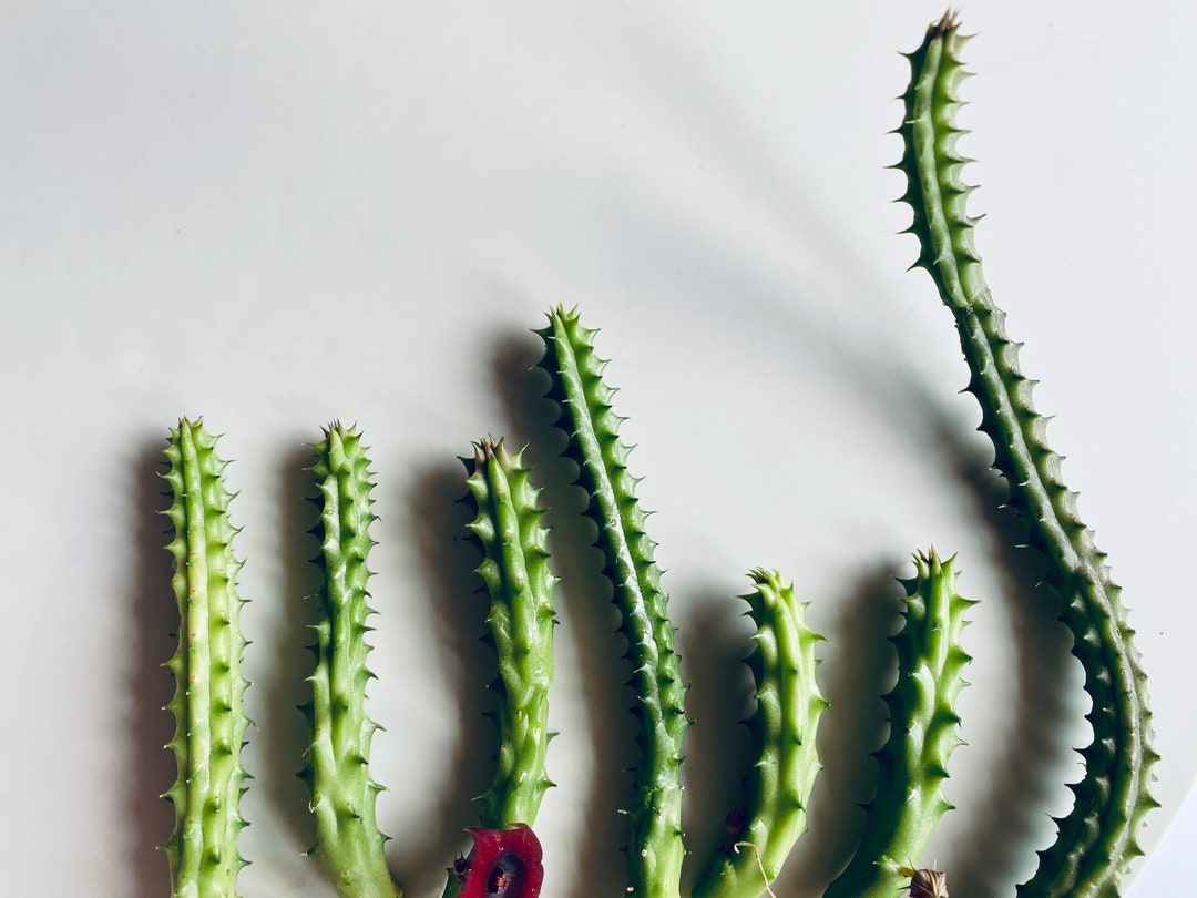 Red Dragon Succulent, Huernia Schneideriana - Etsy