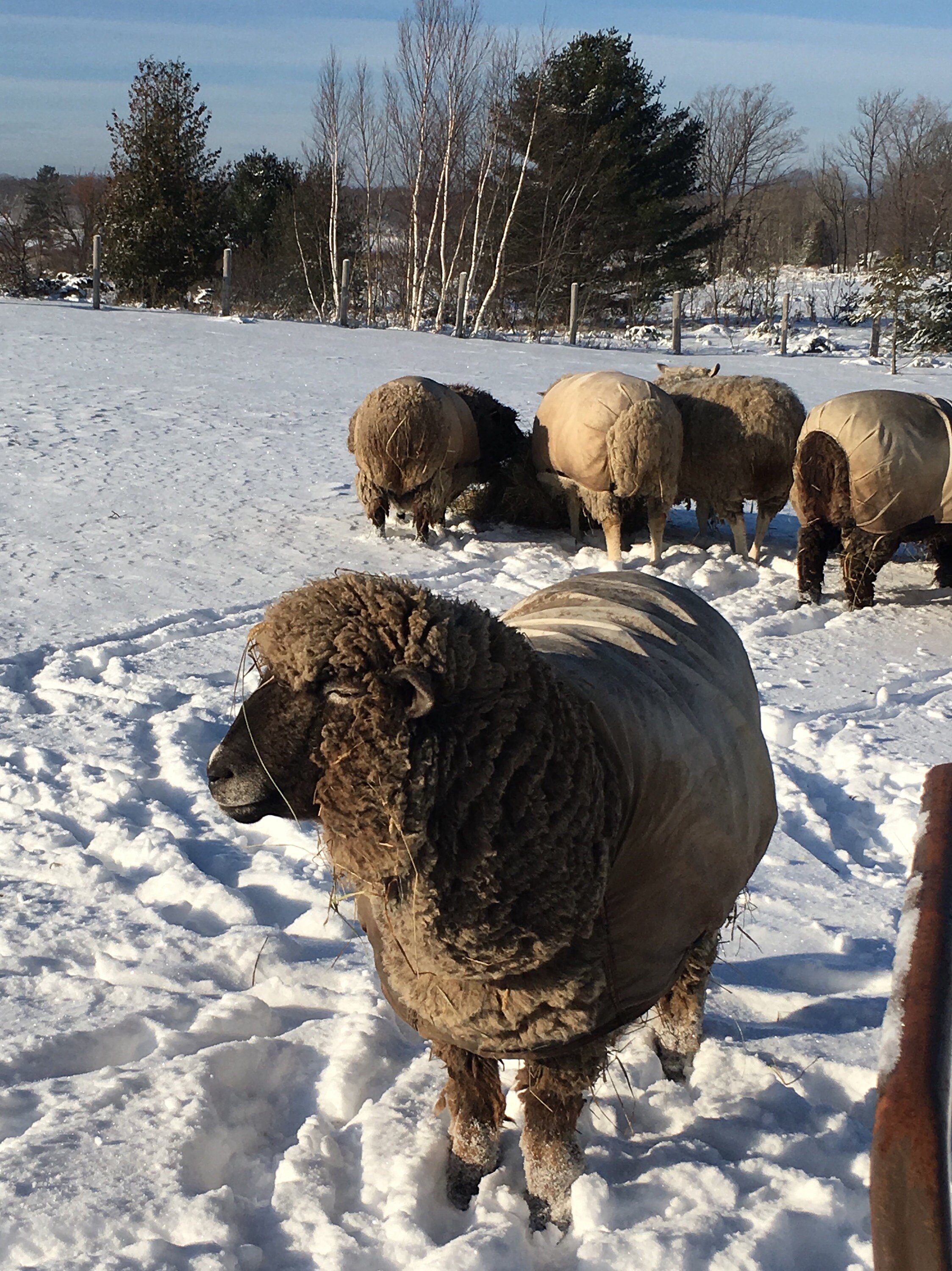 Corriedale Wool Roving 2 Oz Balls - Etsy
