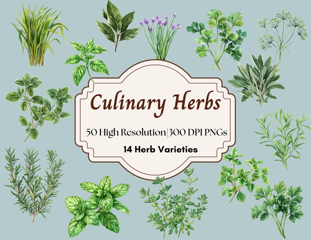 50-pack Culinary Herbs Clipart – Digital Botanical PNG Set for Kitchen ...