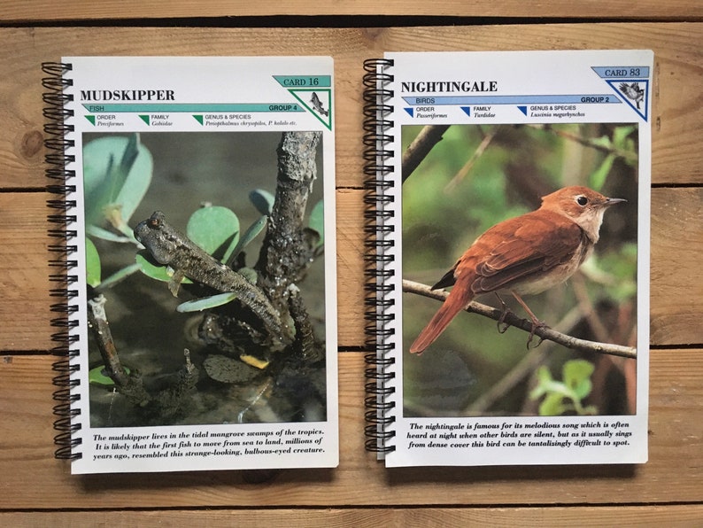 Recycled/upcycled Animals 90s Fact-file Notebook Wildlife - Etsy