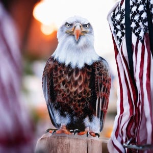 Eagle Cut Out Pattern - Etsy