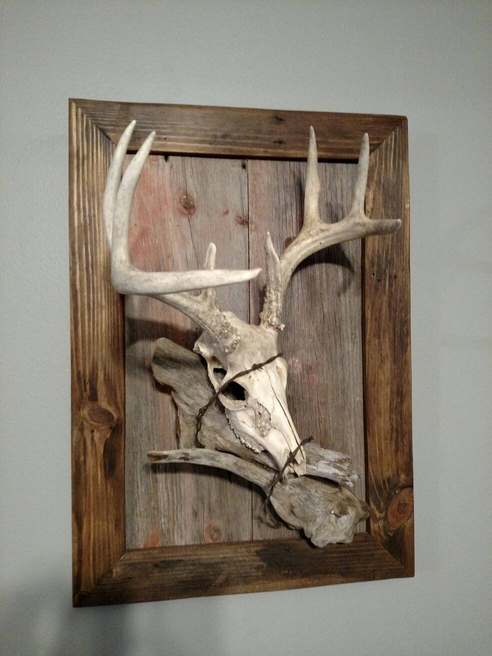 Custom Plaque for European Mount, Skulls, Horns, Taxidermy - Etsy