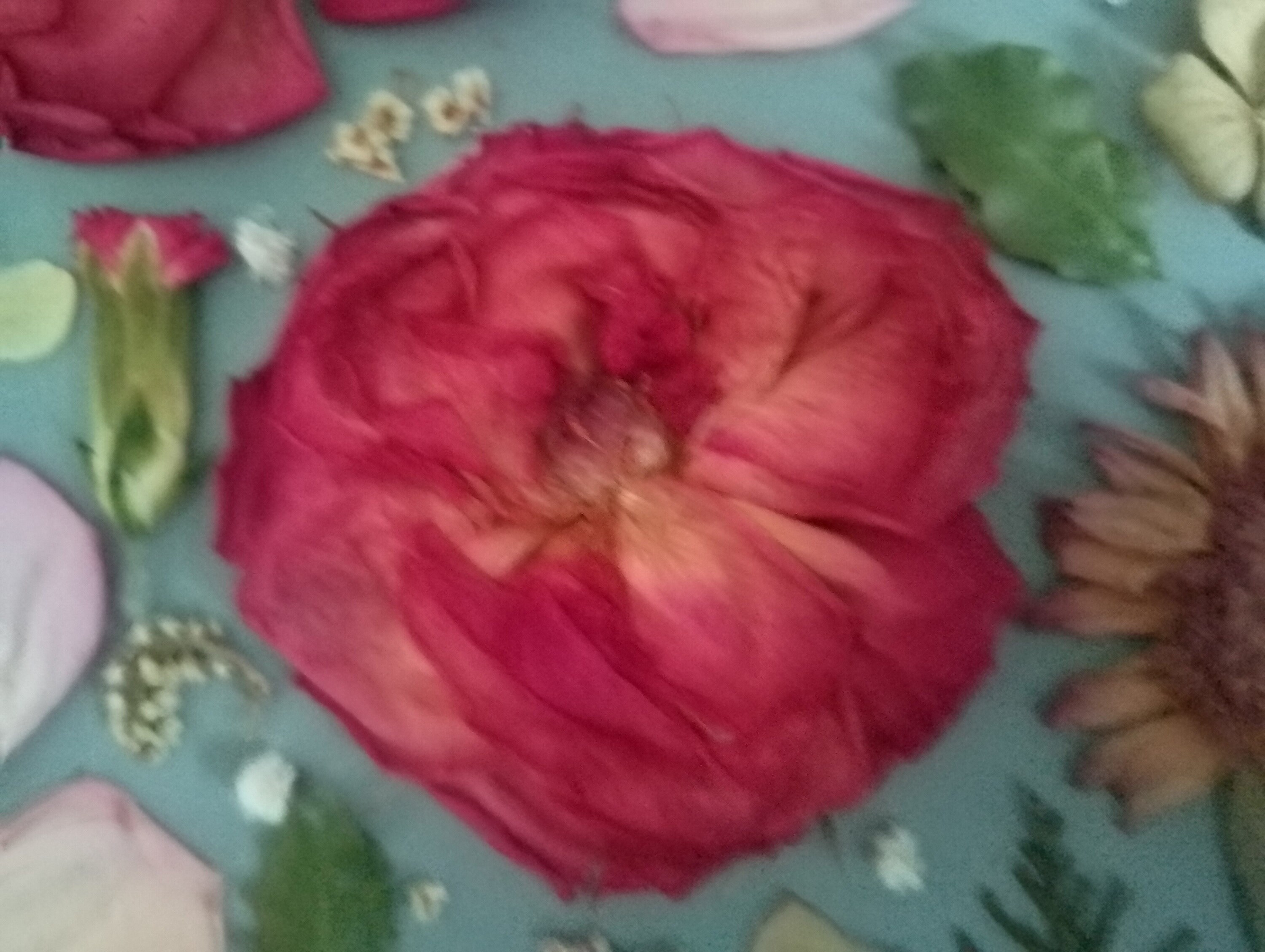 Roses. Original Pressed Flower Art. Romantic Gift. Boho Floral - Etsy