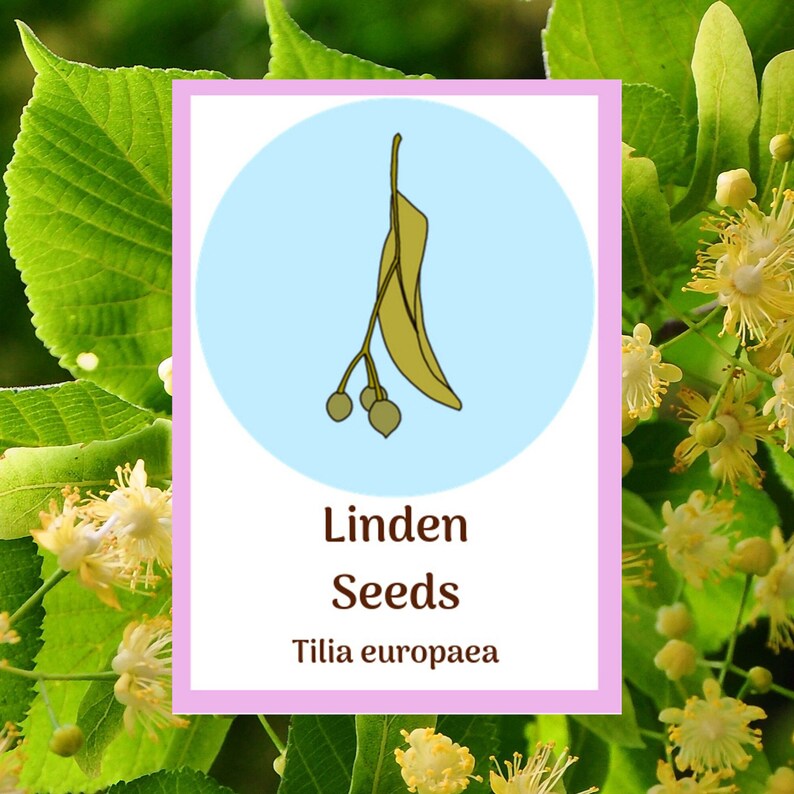 Nuts and Seeds ID Cards | Flash Cards | Scavenger Hunt (printable PDF ...