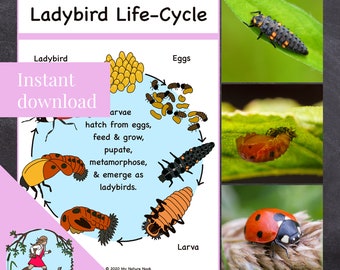 Ladybird Beetle Life Cycle