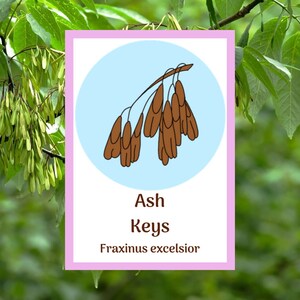 Nuts and Seeds ID Cards | Flash Cards | Scavenger Hunt (printable PDF ...