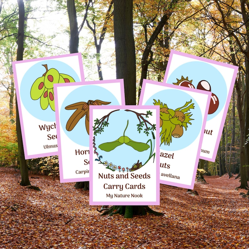 Nuts and Seeds ID Cards | Flash Cards | Scavenger Hunt (printable PDF ...