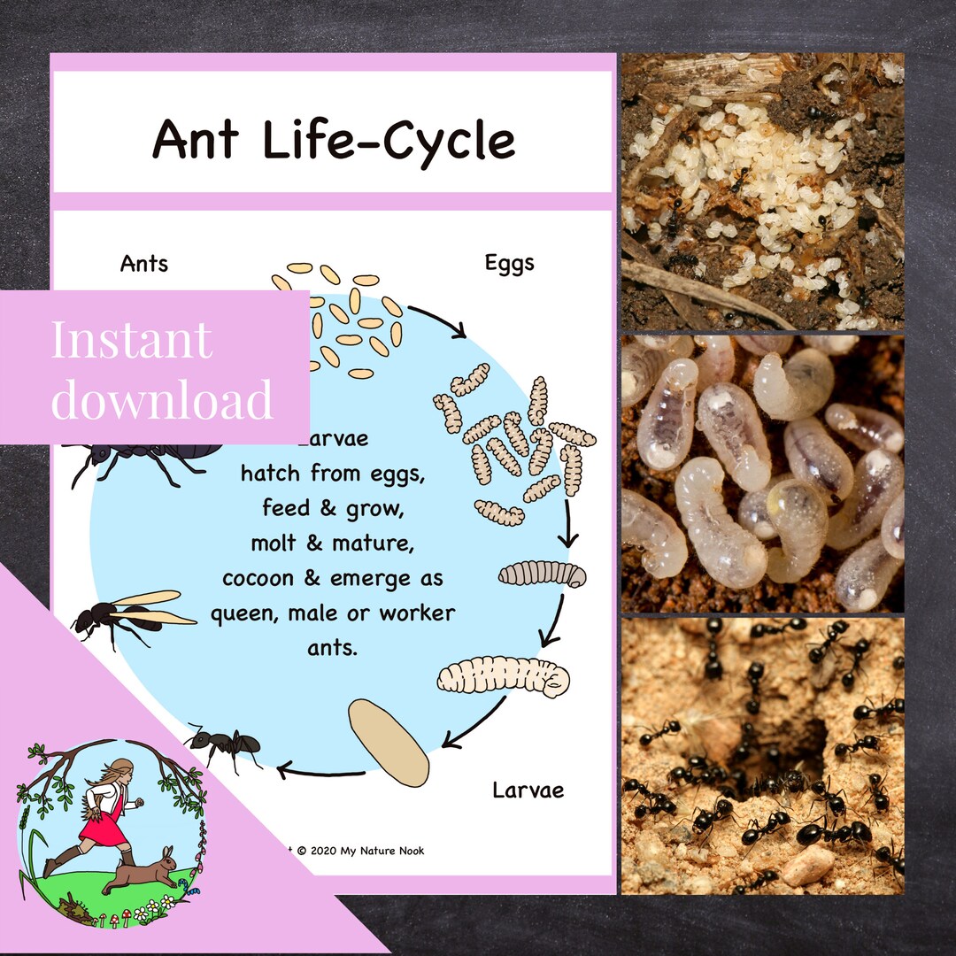 Ant Life Cycle - Nature Study Poster (printable PDF) - Etsy