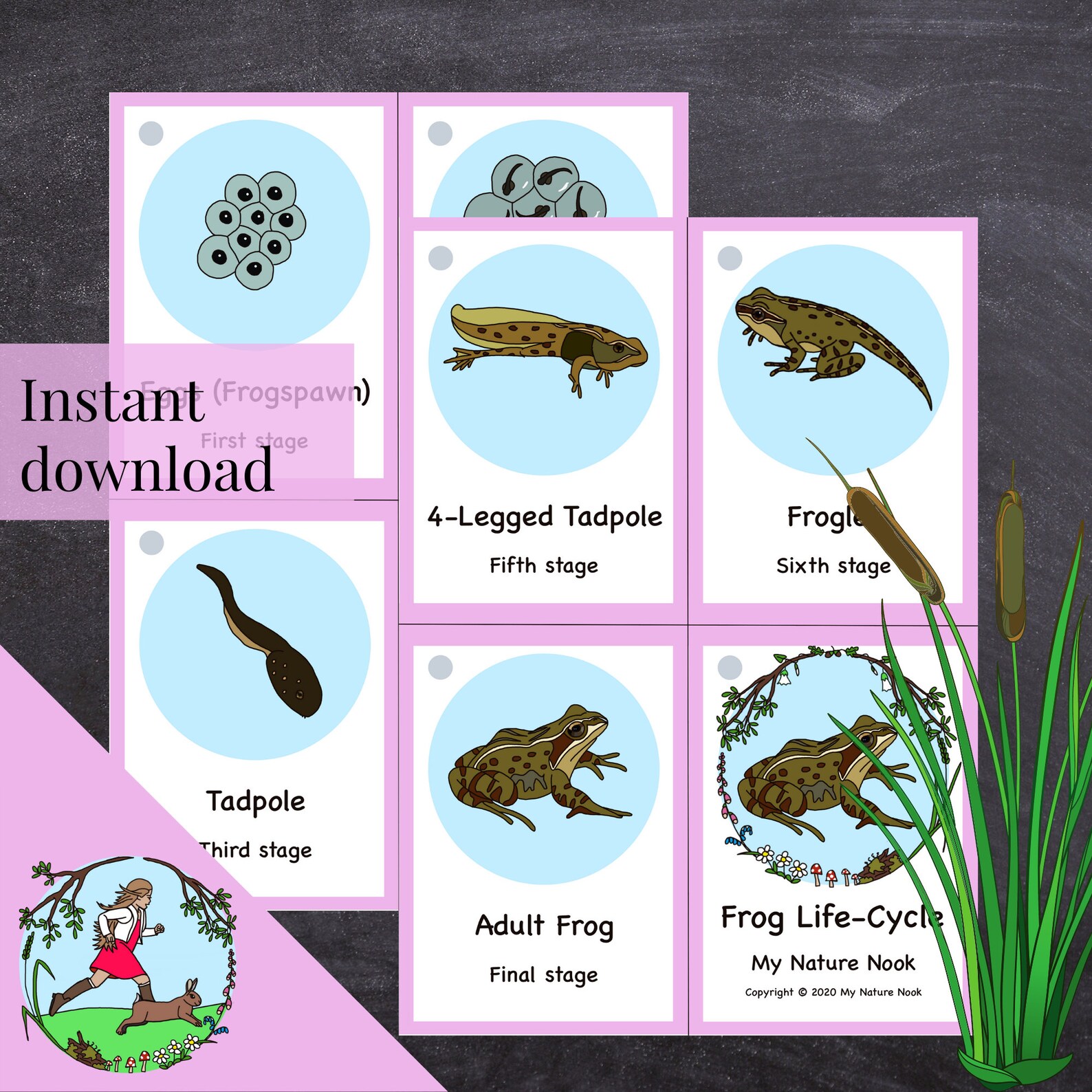 Frog Life-cycle Poster (printable PDF) - Etsy UK