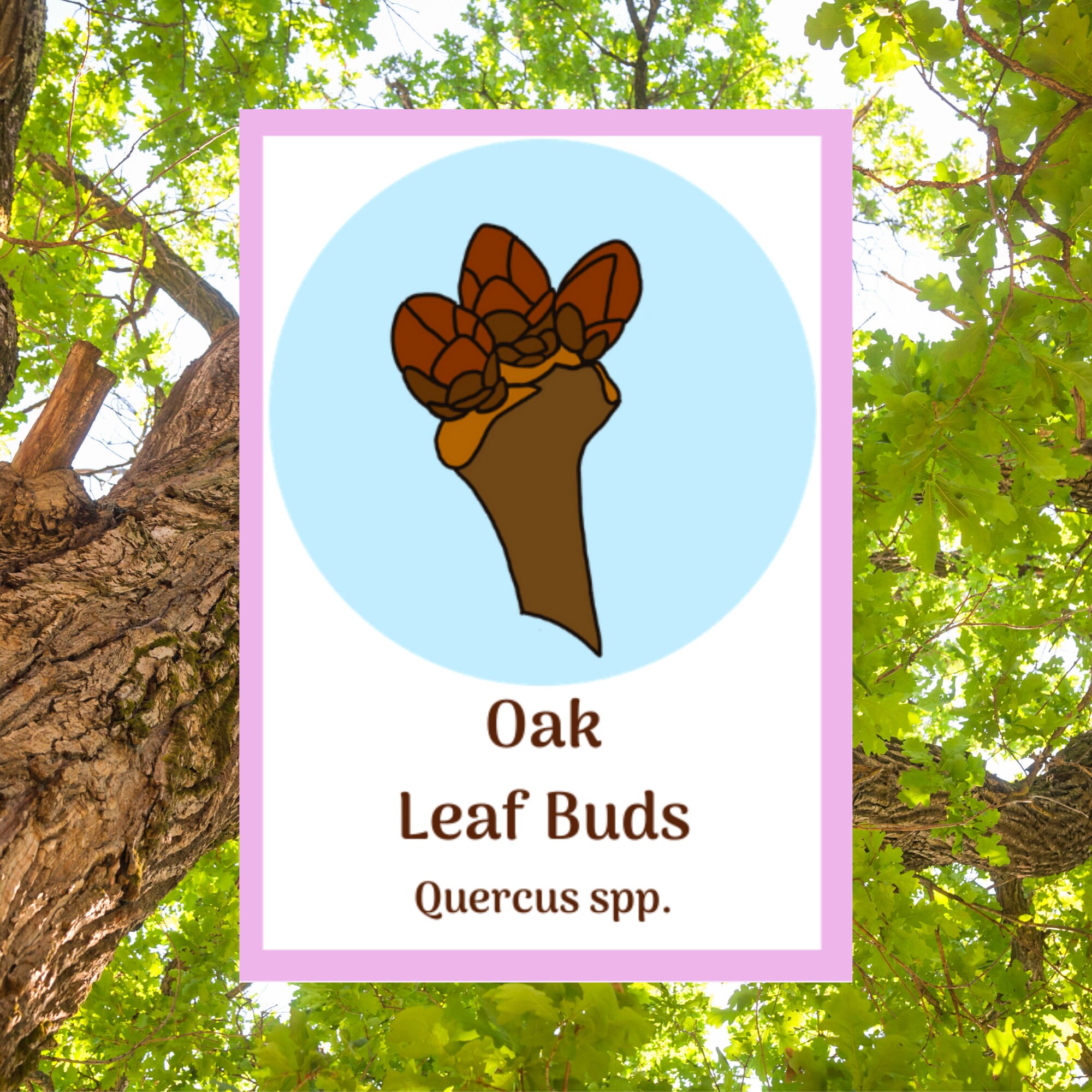 Leaf Bud ID Cards | Flash Cards (printable PDF) - Etsy