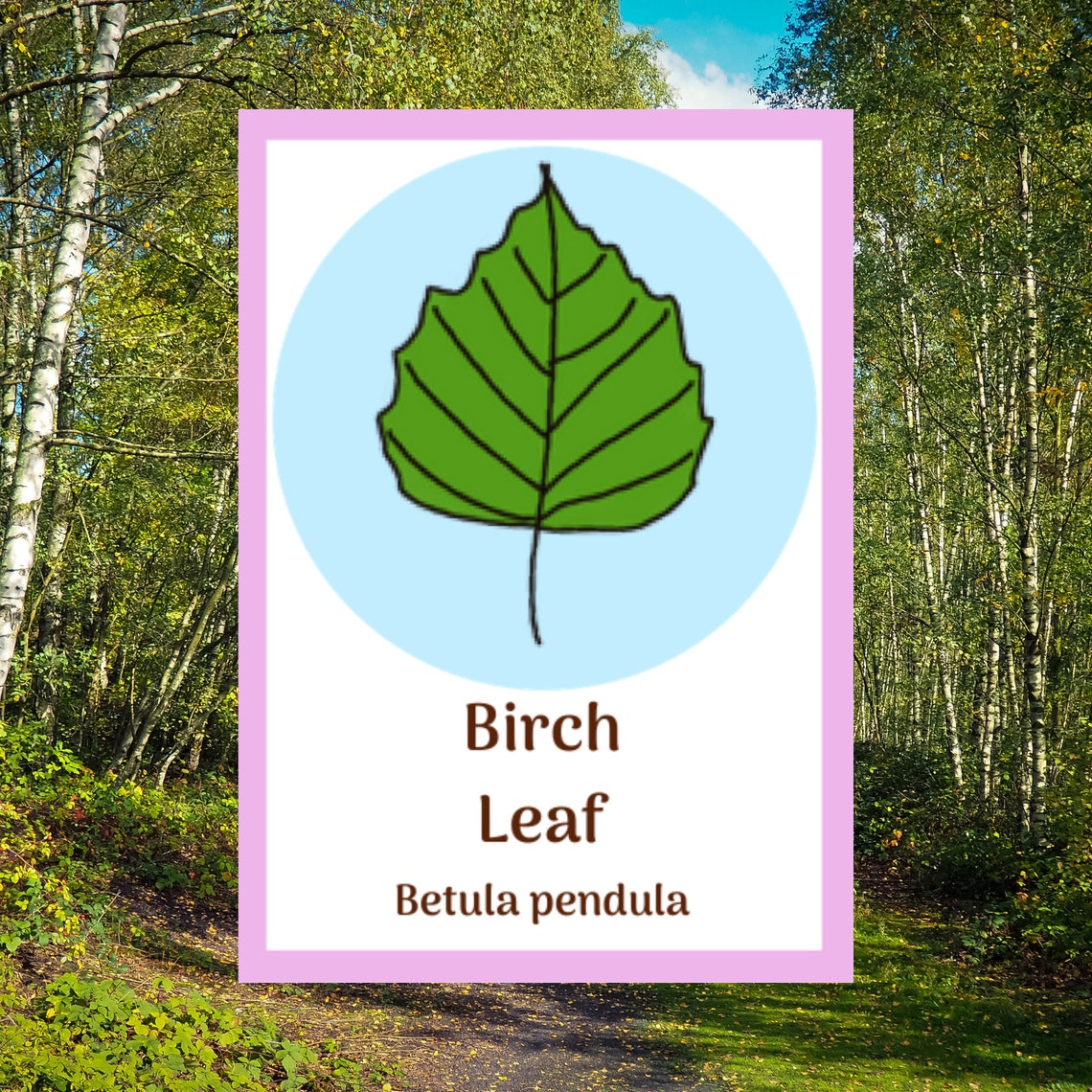 Tree Leaves ID Cards | Flash Cards (printable PDF) - Etsy