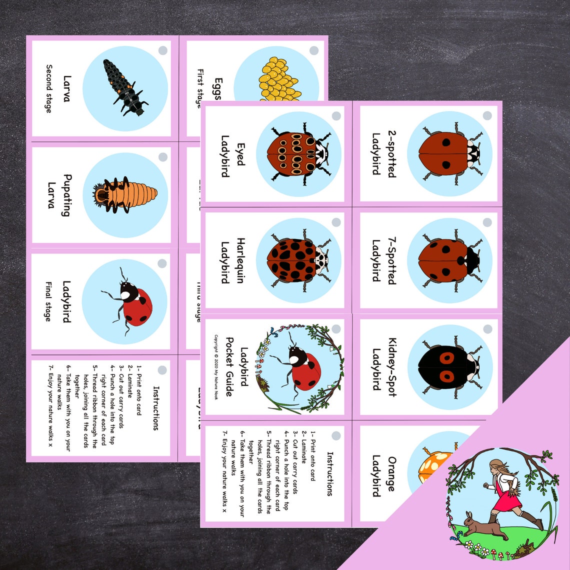 Ladybird Life Cycle Poster Printable Pdf Etsy