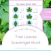 Tree Leaves Scavenger Hunt - Nature Walk Activity for Kids (PDF) - Etsy