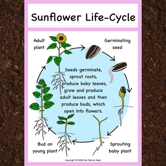 Sunflower Life-Cycle Poster printable PDF | Etsy