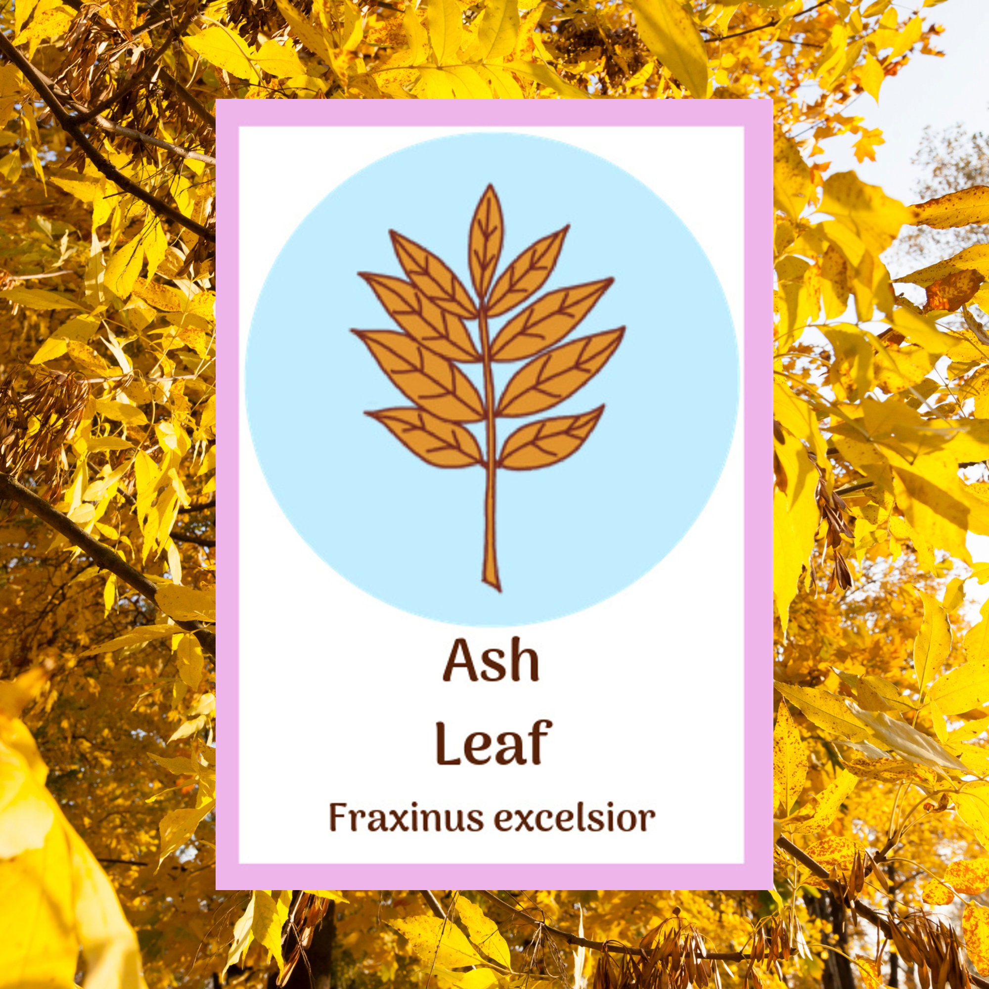 Autumn Leaves ID Cards | Flash Cards (printable PDF) - Etsy