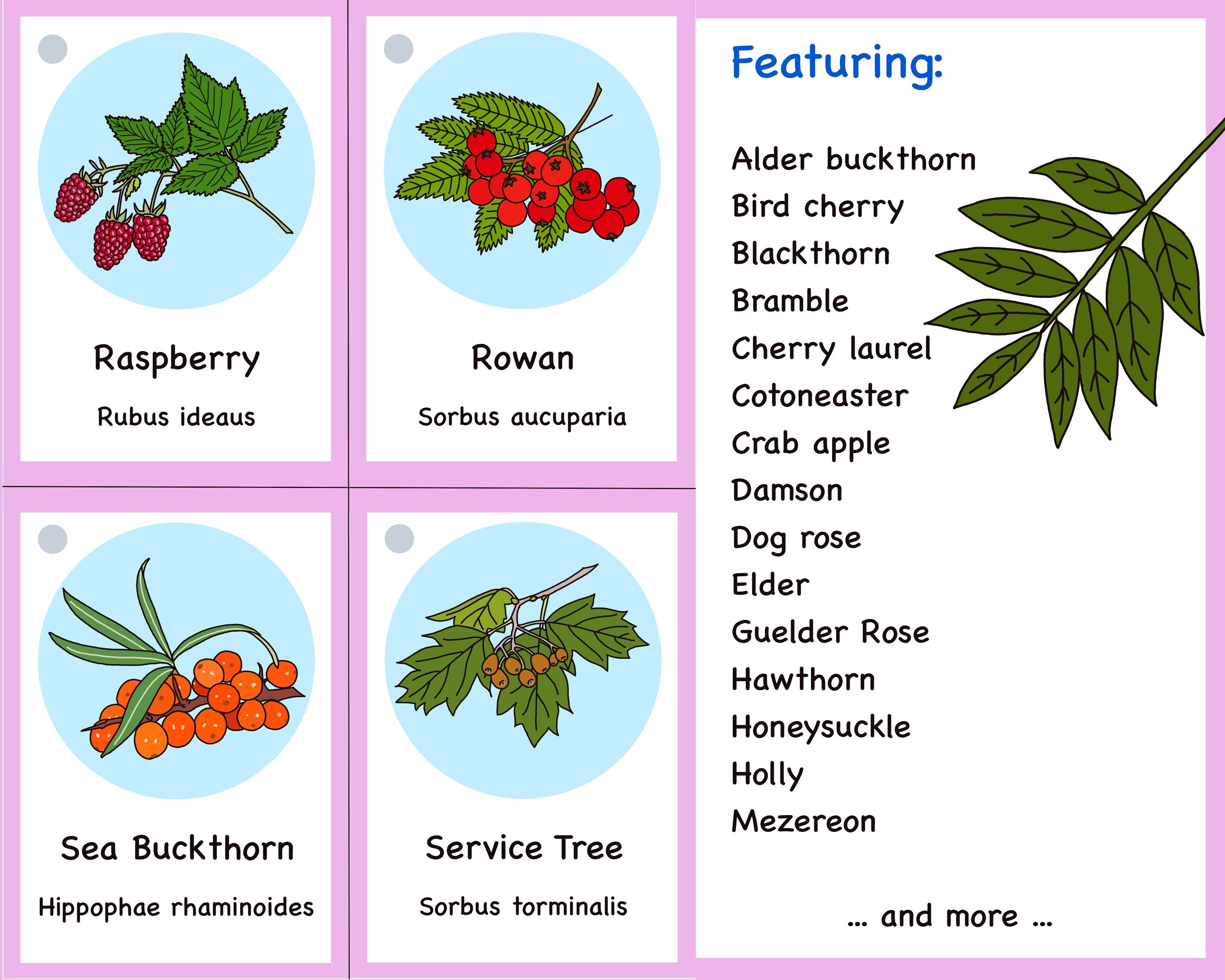 Tree Fruits and Berries - Printable PDF Nature Walk Cards for Kids - Etsy