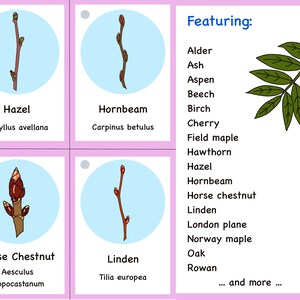Tree Buds - Printable PDF Nature Walk Cards for Kids - Etsy