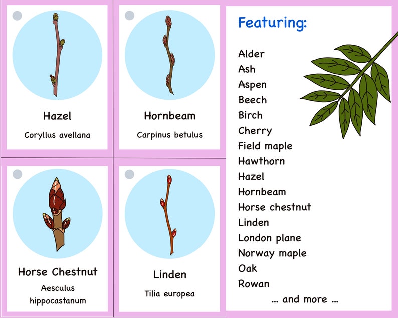 Tree Buds - Printable PDF Nature Walk Cards for Kids - Etsy