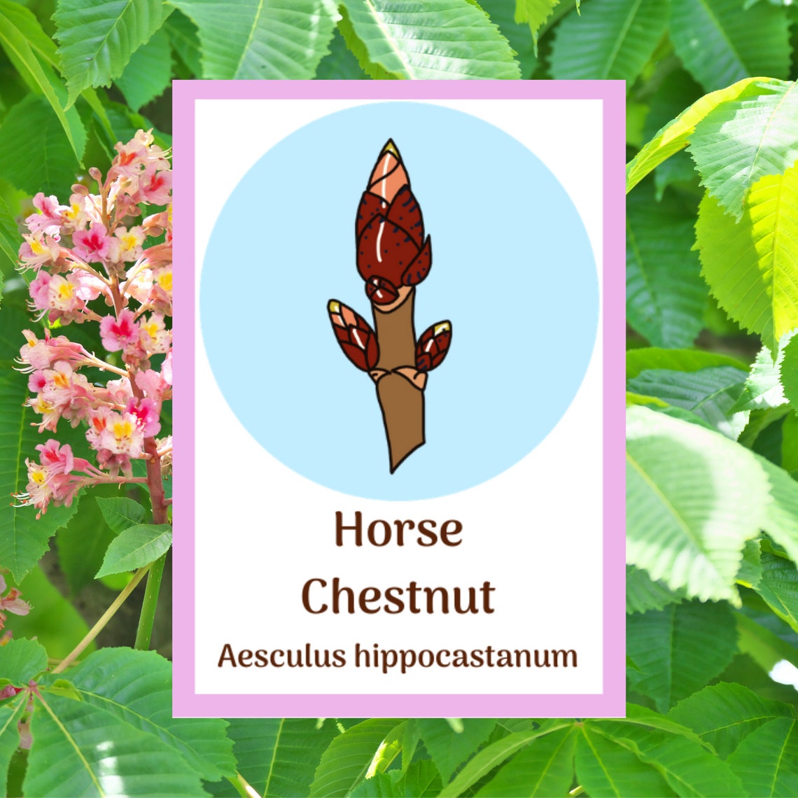 Leaf Bud ID Cards | Flash Cards (printable PDF) - Etsy Hong Kong