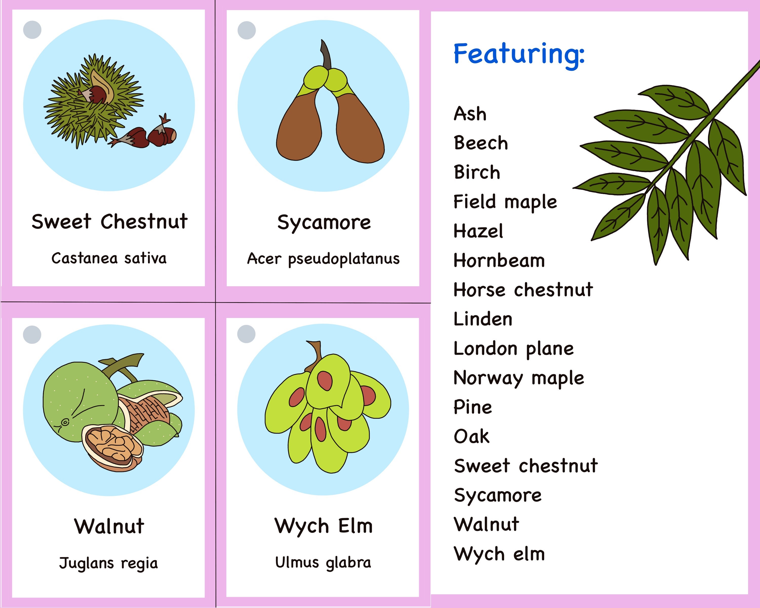 Tree Nuts and Seeds - Cards - Digital - Printable PDF. - Etsy