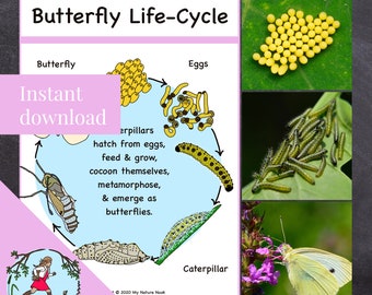 Dragonfly Life-cycle Poster (printable PDF) - Etsy UK