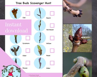 Tree Buds Printable PDF Nature Walk Cards for Kids | Etsy