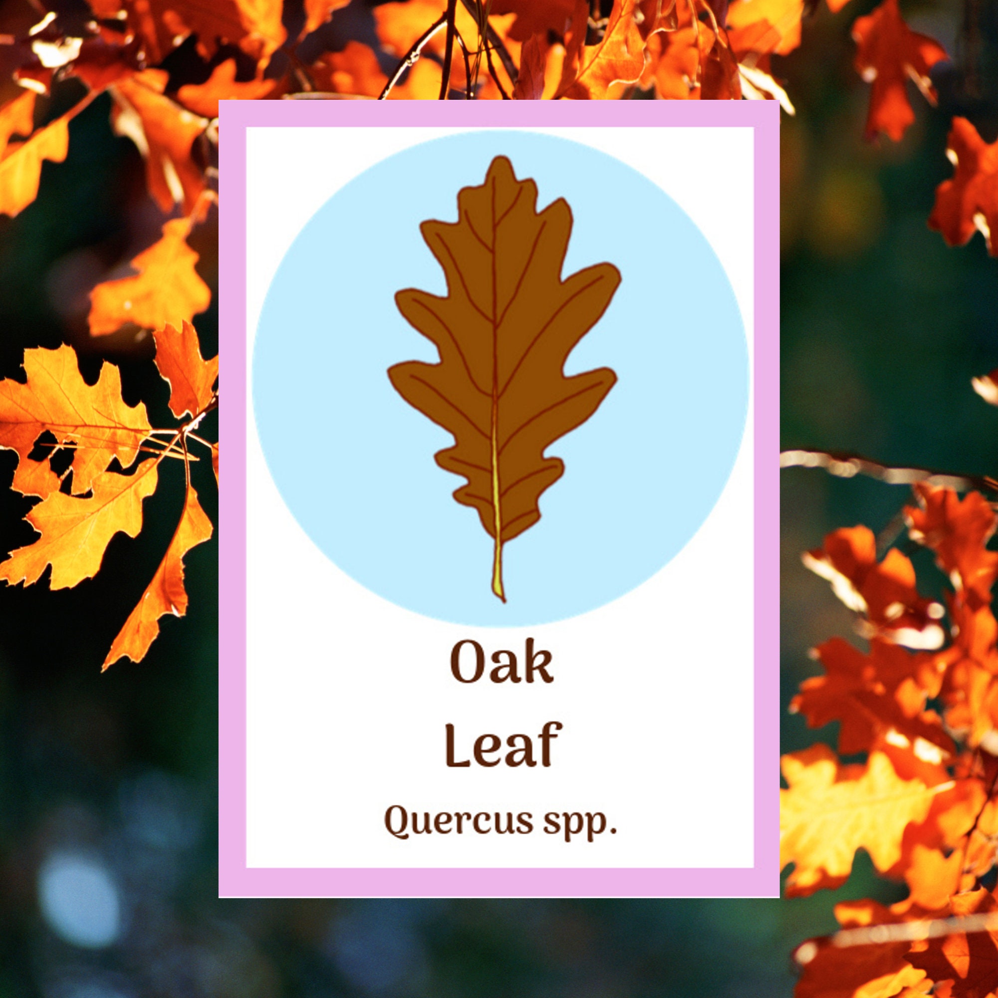 Autumn Leaves ID Cards | Flash Cards (printable PDF) - Etsy