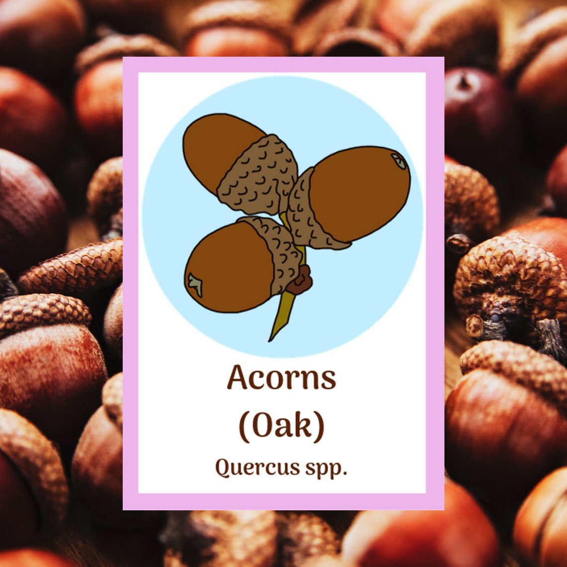 Nuts and Seeds ID Cards | Flash Cards | Scavenger Hunt (printable PDF ...