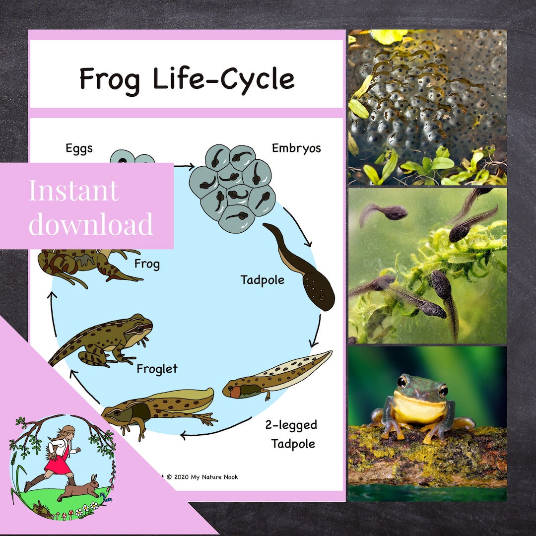 Frog Life-cycle Poster (printable PDF) - Etsy UK