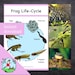 Frog Life-cycle Poster (printable PDF) - Etsy UK