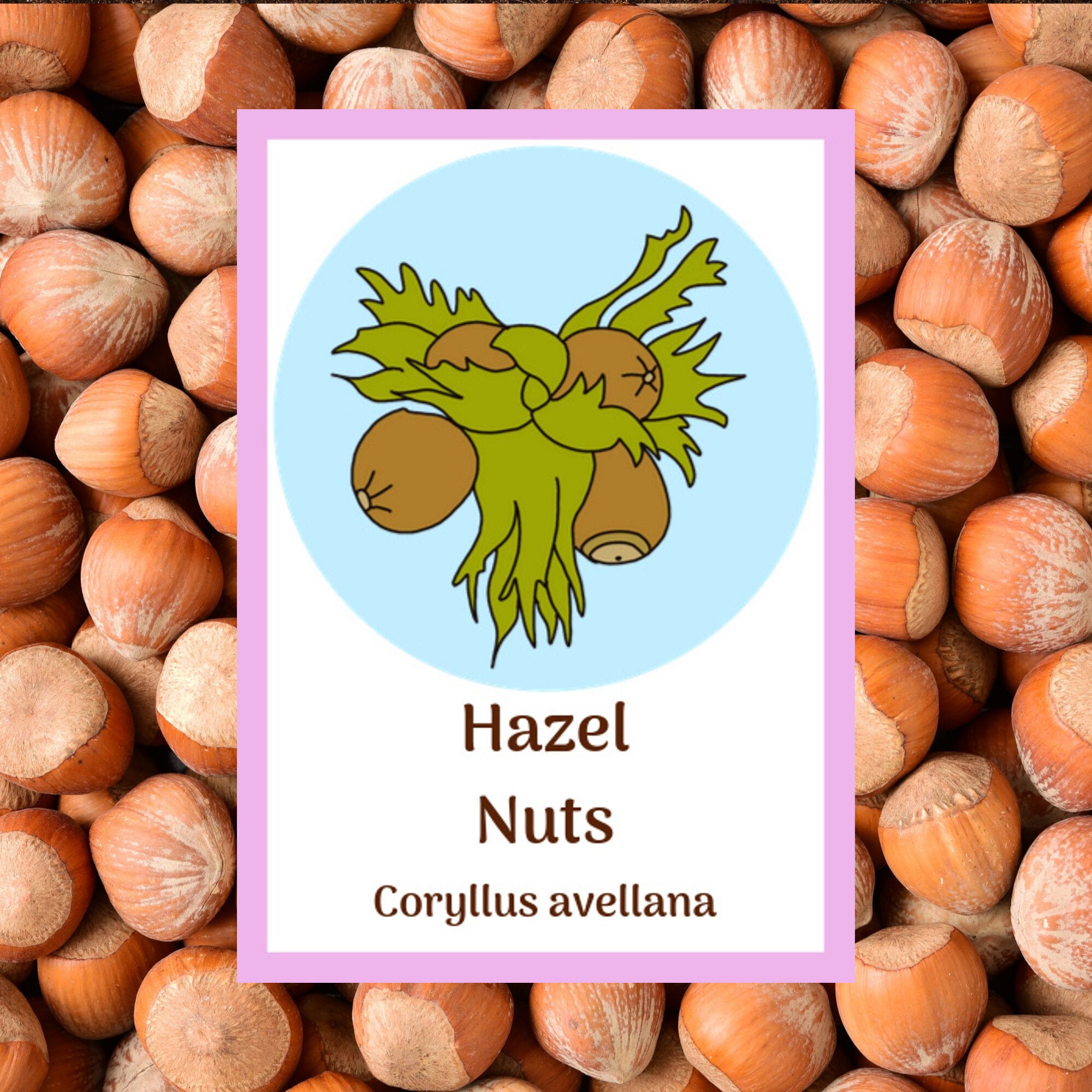 Nuts and Seeds ID Cards | Flash Cards | Scavenger Hunt (printable PDF ...