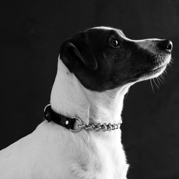 Dog Chain Collar - Etsy