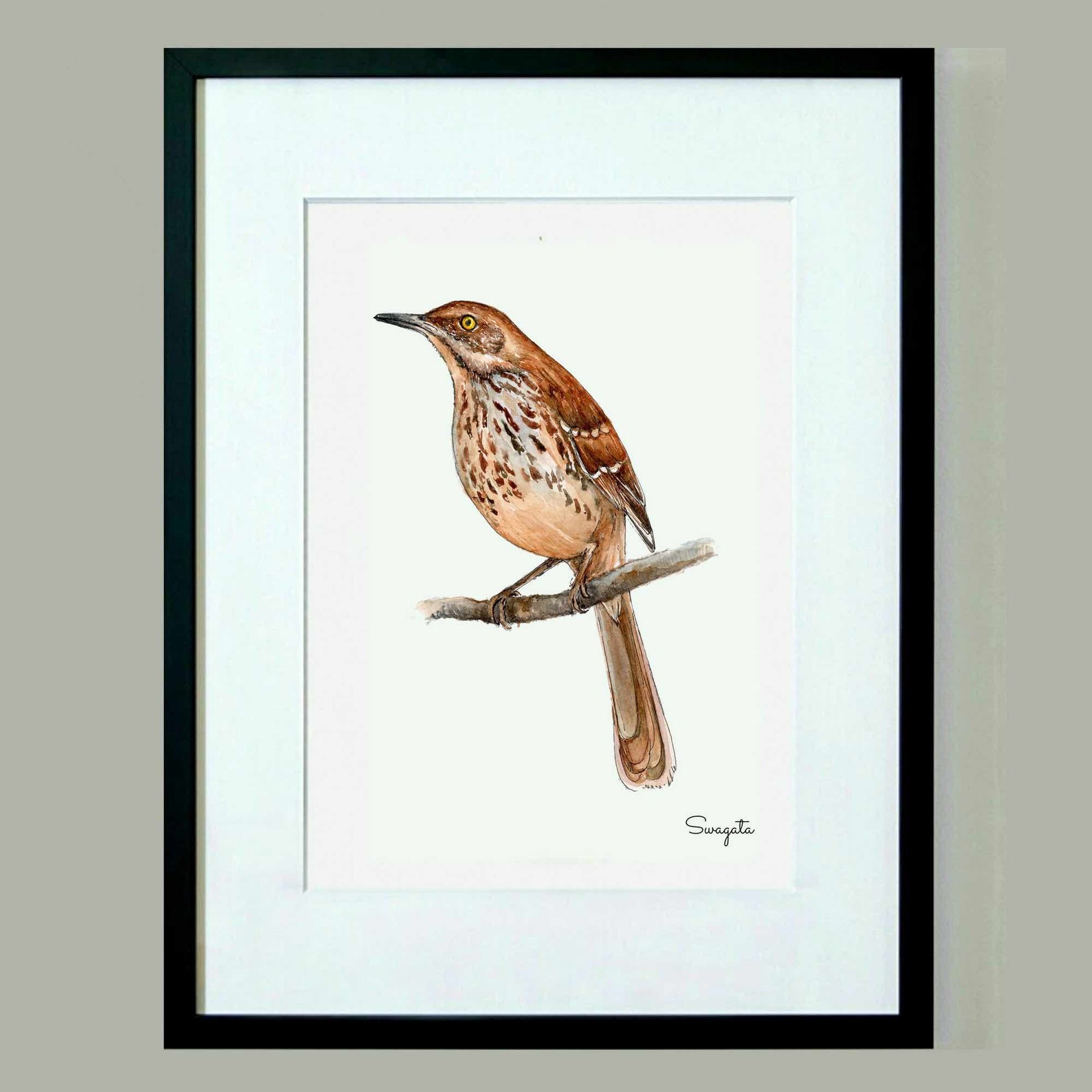 Brown Thrasher Watercolor Painting, Digital Download, Bird Print Wall ...