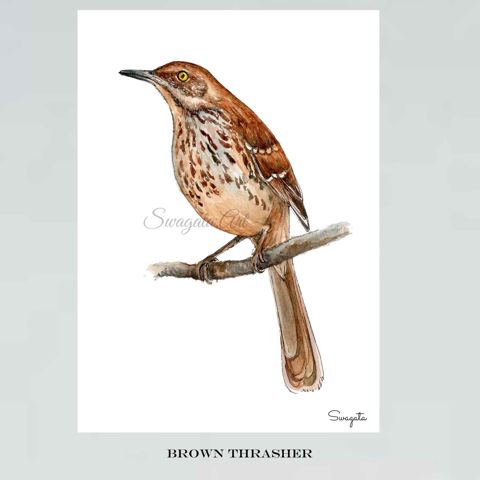 Brown Thrasher Watercolor Painting, Digital Download, Bird Print Wall ...