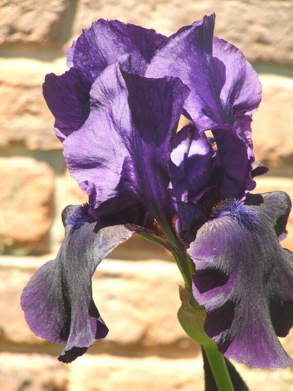 Purple Iris Picture - Etsy