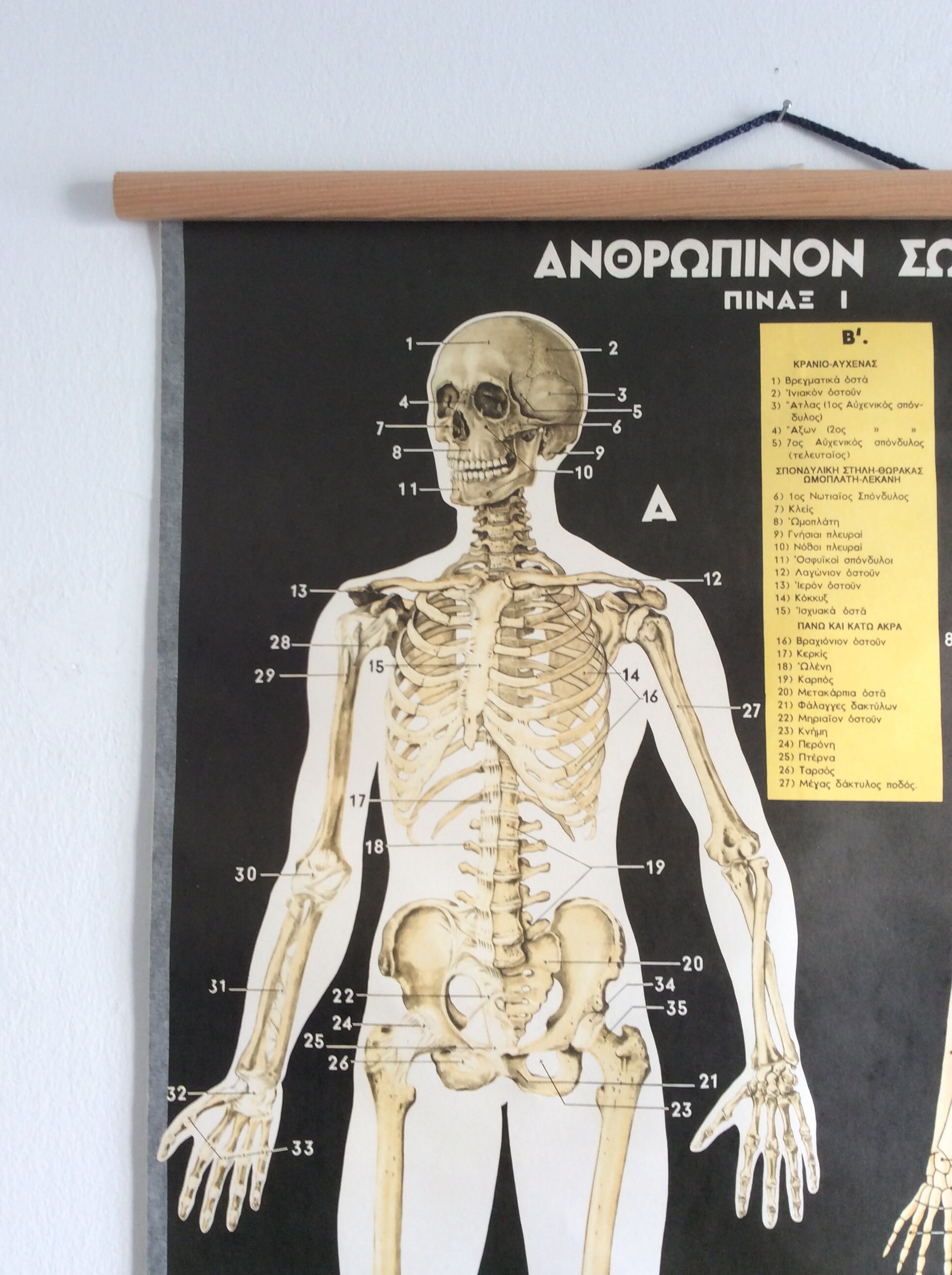 Vintage Human Anatomy Pull Down Chart: Greek Medical School Poster - Etsy