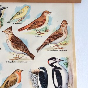 Vintage Birds of Greece Chart: Large Educational Wall Tapestry - Etsy